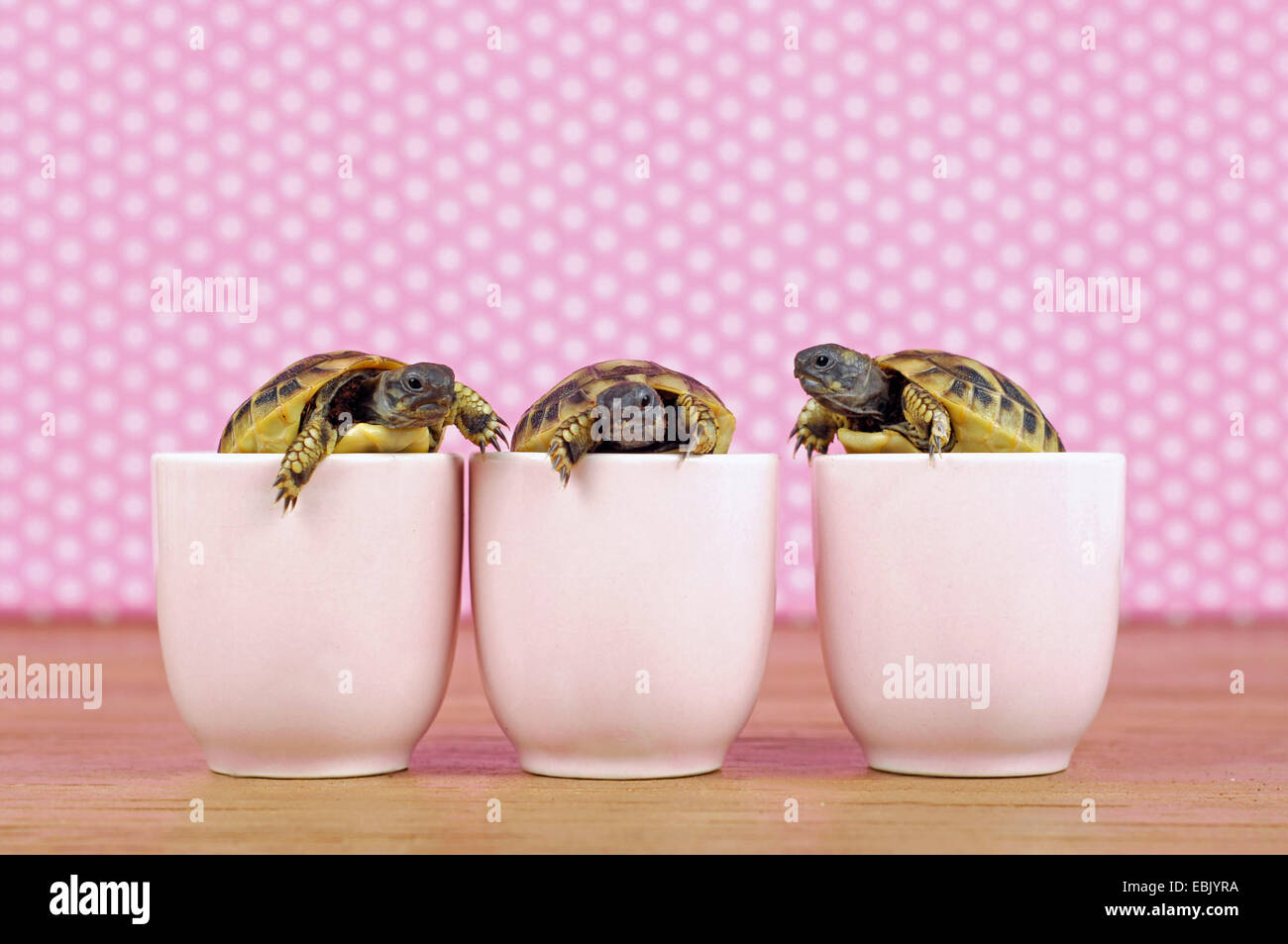 Hermann's tortoise, Greek tortoise (Testudo hermanni), three little ...