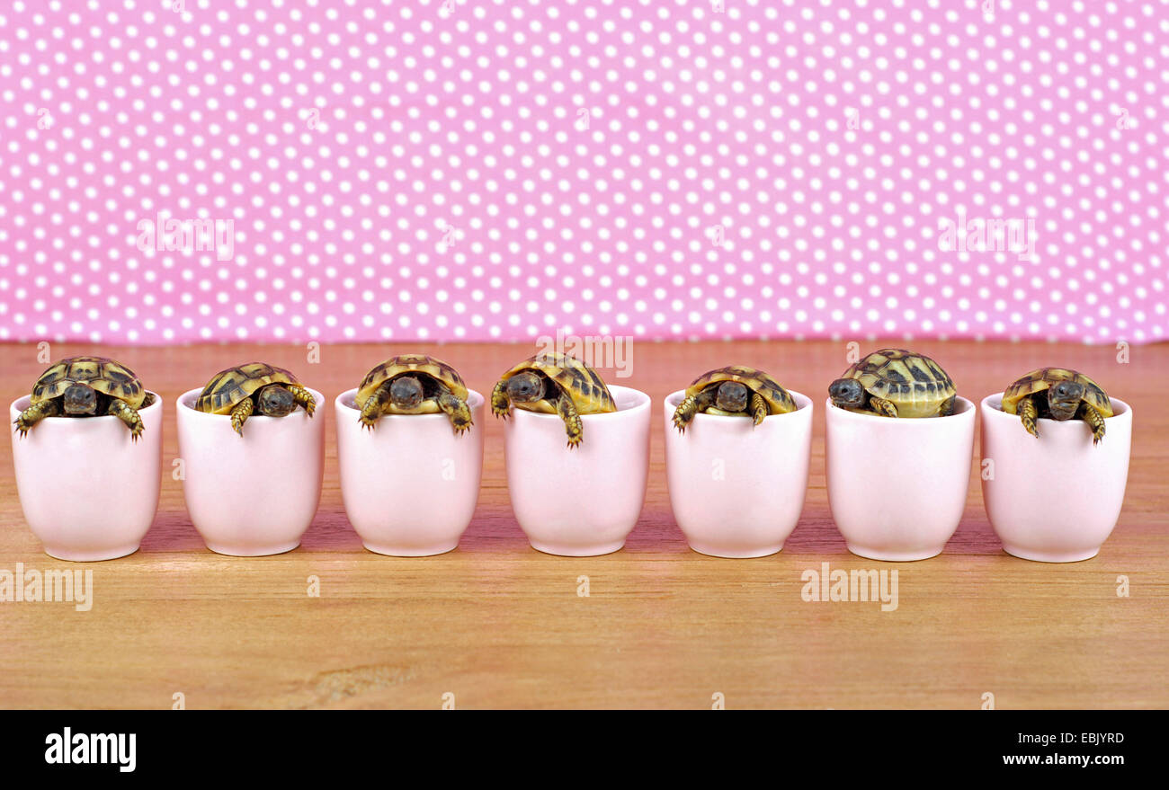 Hermann's tortoise, Greek tortoise (Testudo hermanni), seven little ...