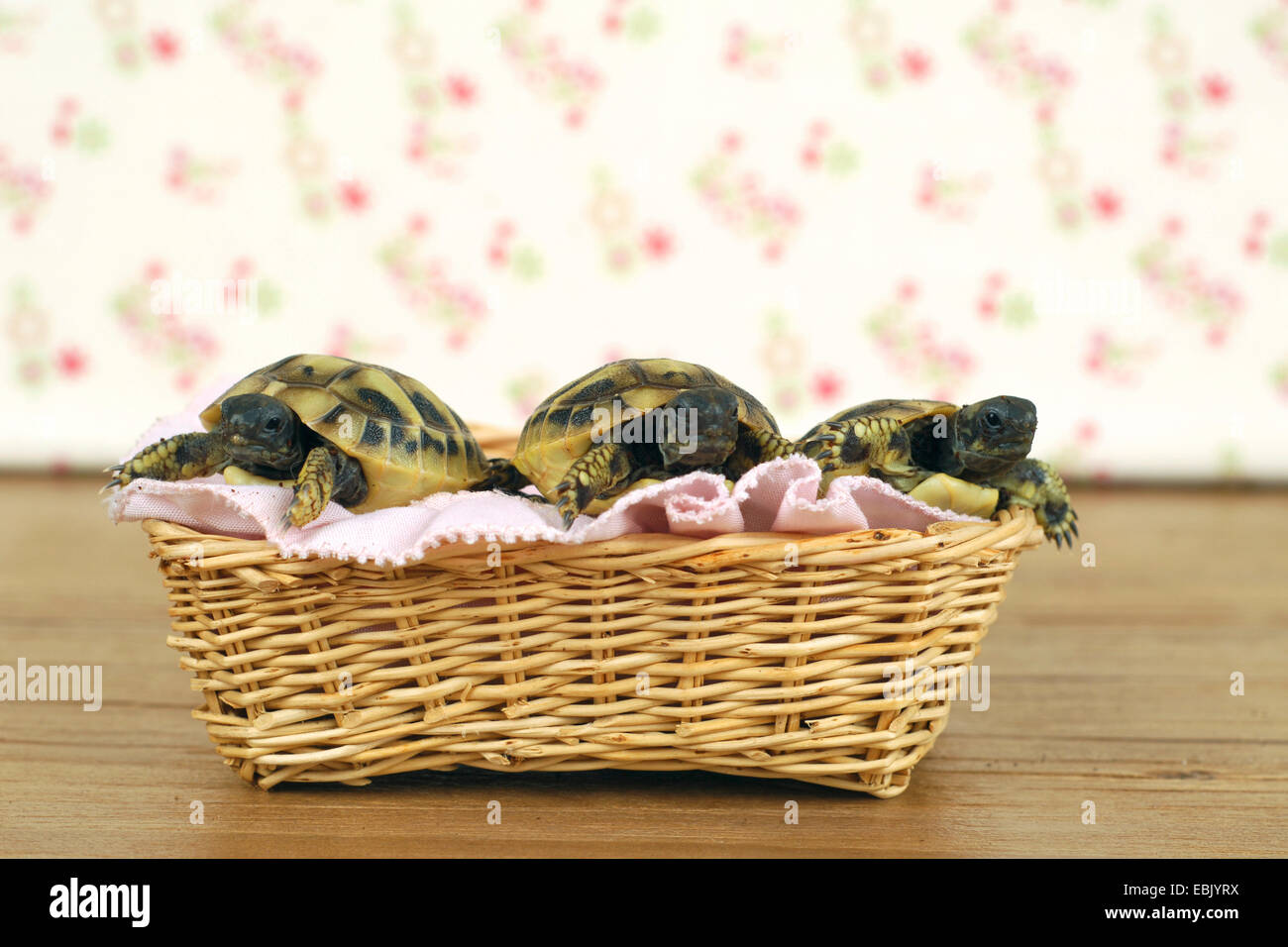 Hermann's tortoise, Greek tortoise (Testudo hermanni), three little ...