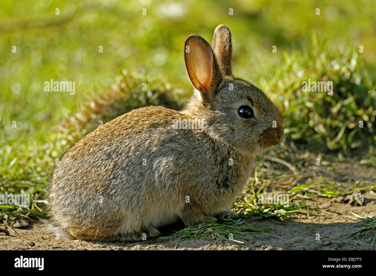Rabbit back view hi-res stock photography and images - Alamy