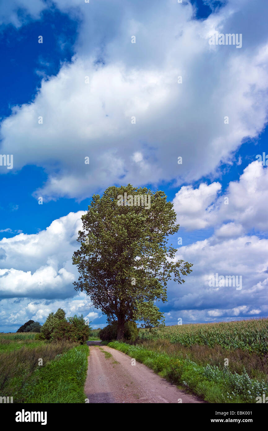 aspen, poplar (Populus spec.), waysides in summerly field landscape ...