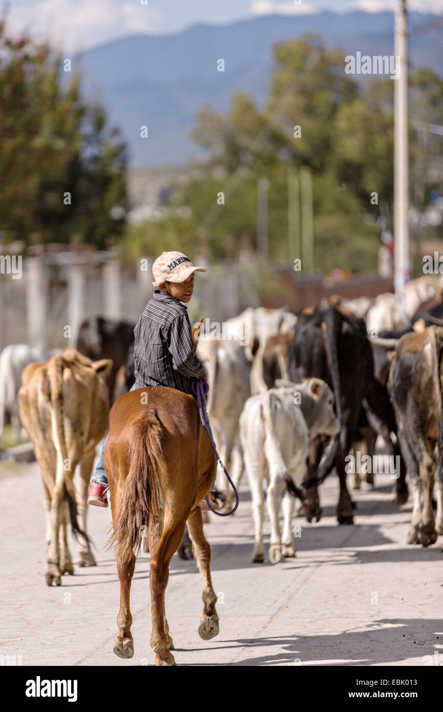 Boy herding cows hi-res stock photography and images - Alamy
