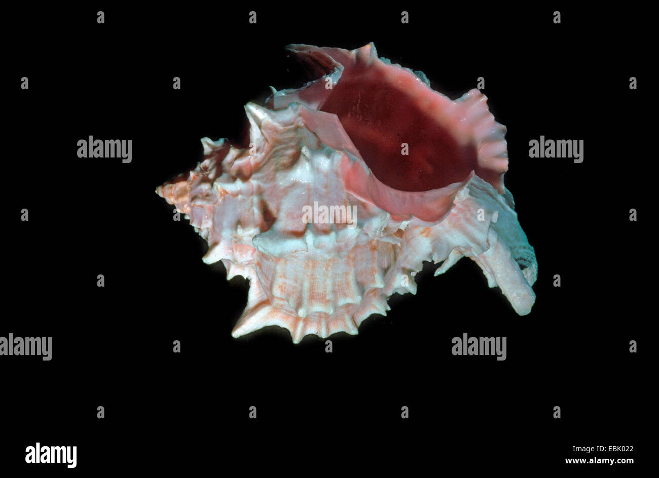 Murex mollusc shell hi-res stock photography and images - Alamy