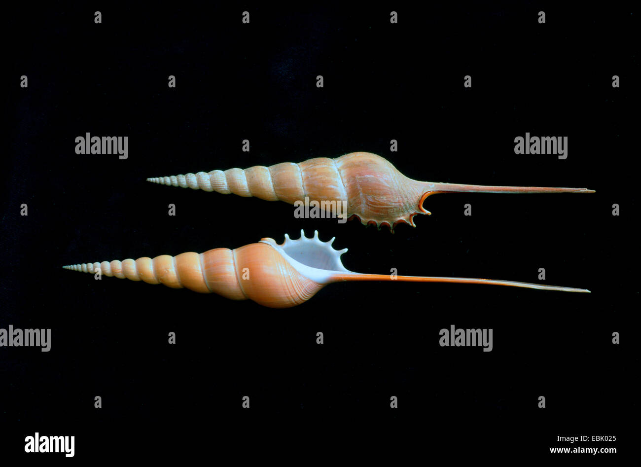 spindle tibia, shinbone tibia (Tibia fusus), snail shell Stock Photo ...
