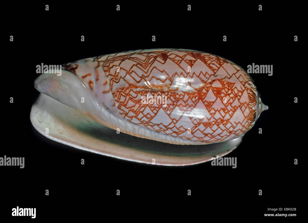 tent olive (Oliva porphyria, Porphyria porphyria Stock Photo - Alamy