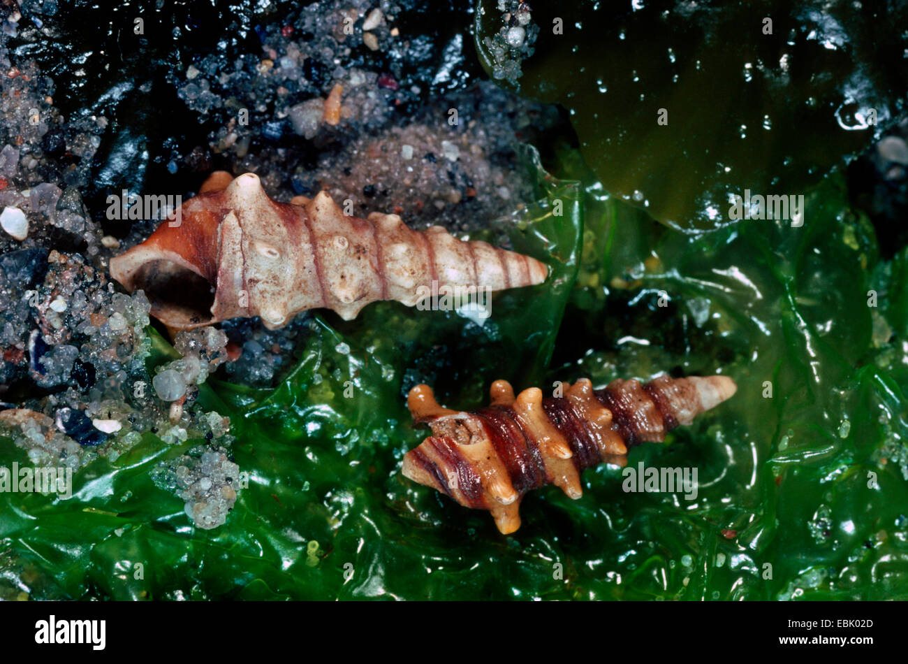 Tympanotonus tympanotonus radula hi-res stock photography and images ...