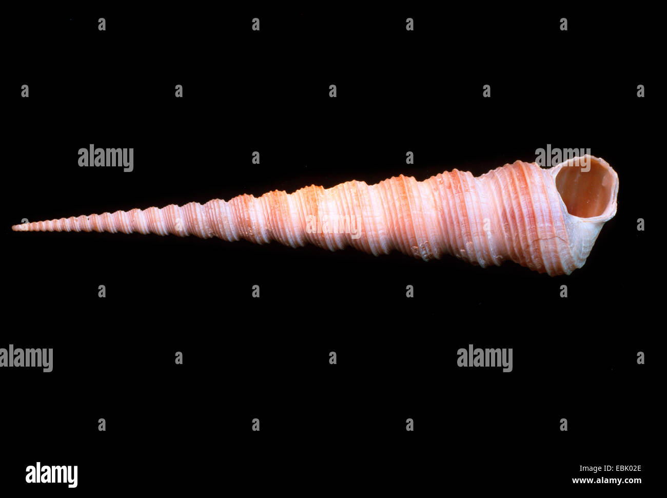 Auger snail hi-res stock photography and images - Alamy
