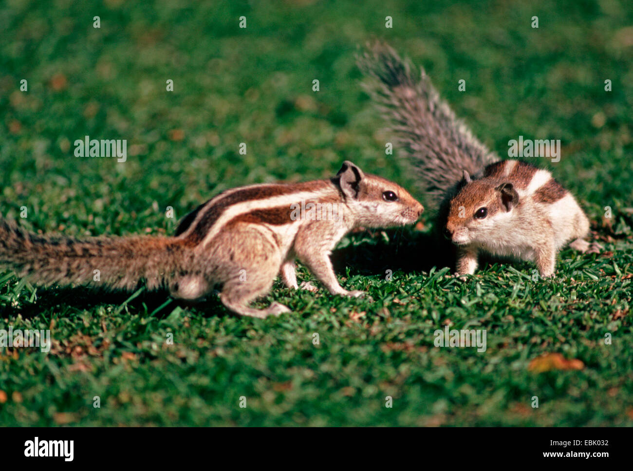 Northern Palm Squirrel, Fivestriped Palm Squirrel (Funambulus pennantii ...