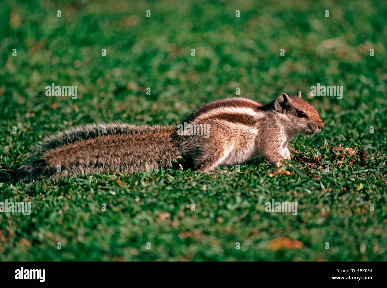 Northern Palm Squirrel, Fivestriped Palm Squirrel (Funambulus pennantii ...