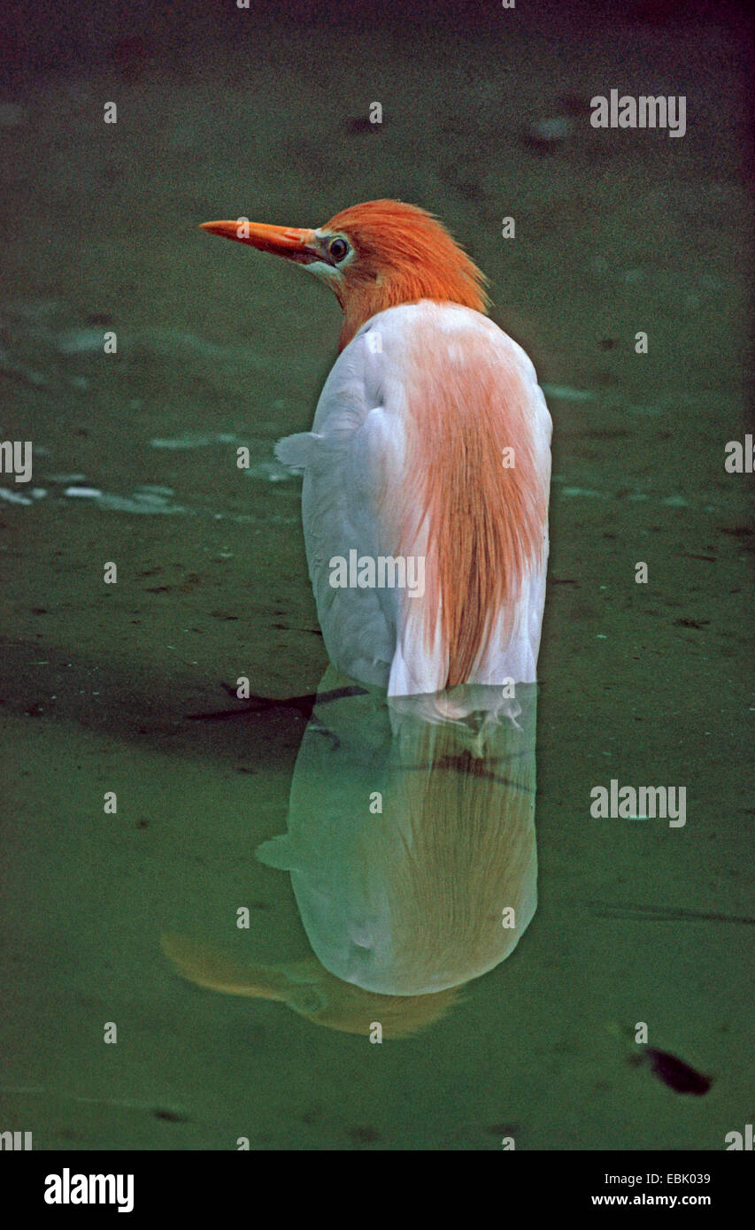 cattle egret, buff-backed heron (Ardeola ibis, Bubulcus ibis), in ...