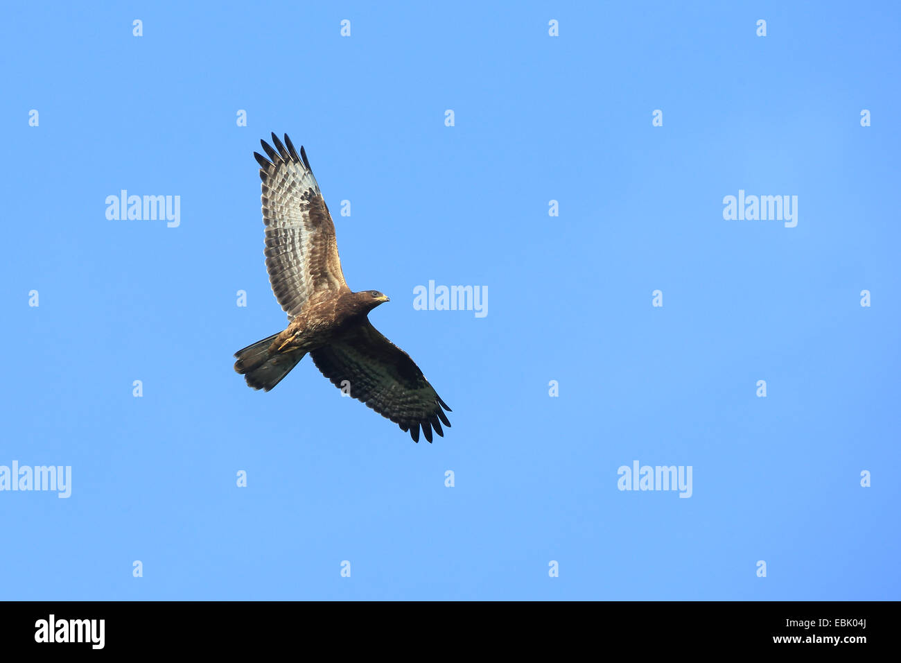 Buzzards birds Cut Out Stock Images & Pictures - Alamy