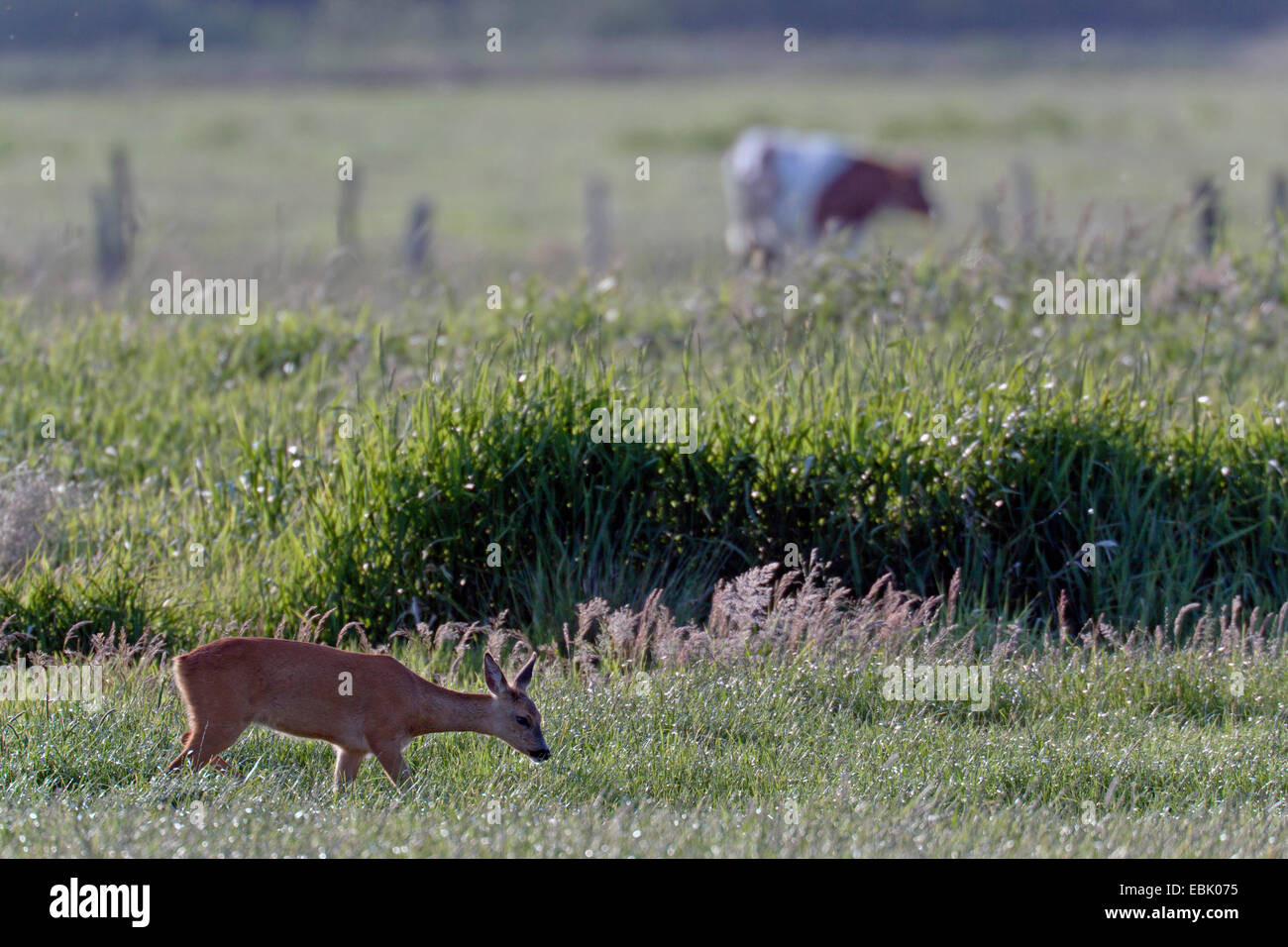 roe deer (Capreolus capreolus), doe on pasture, cow in background ...