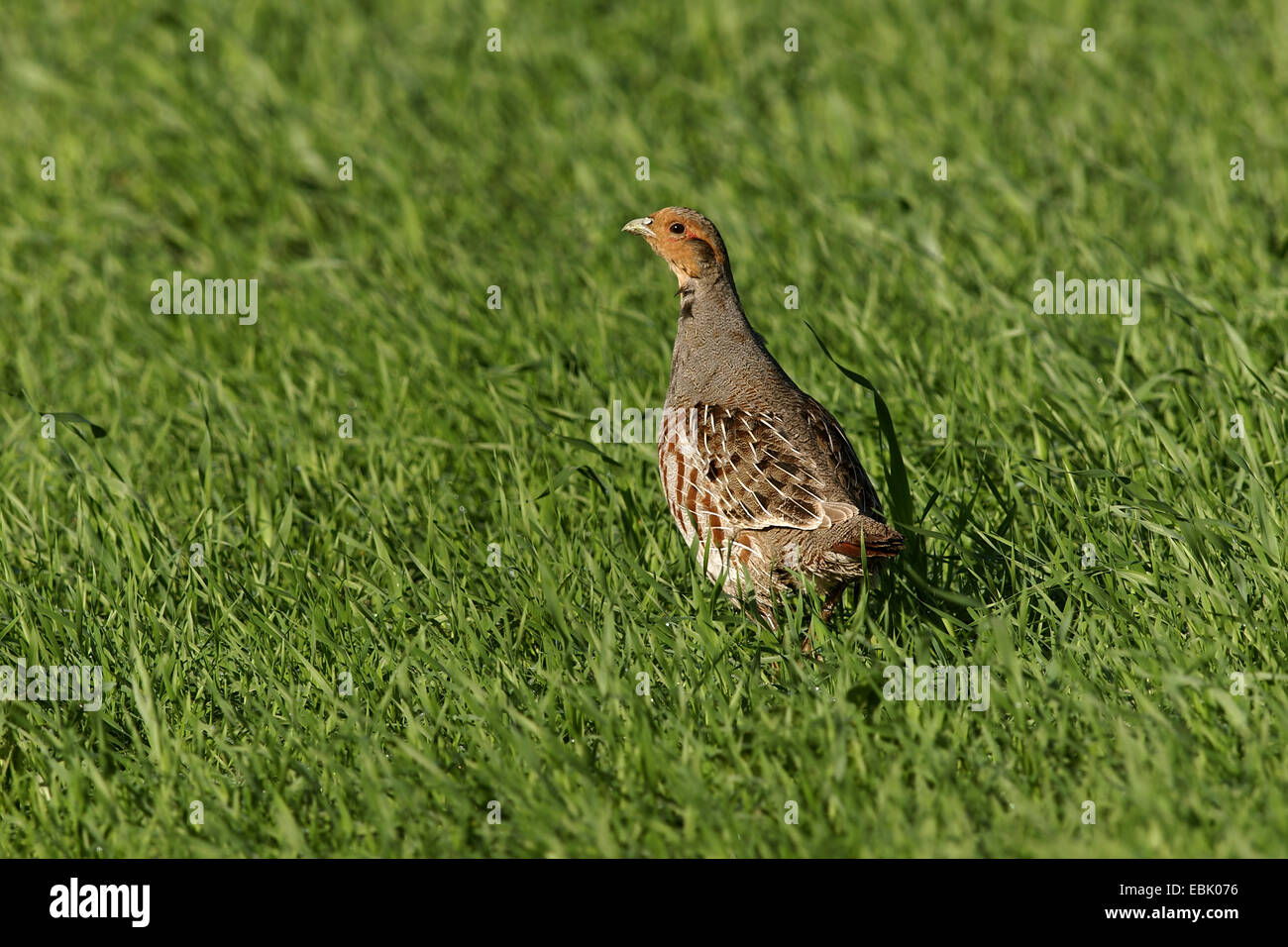 grey partridge (Perdix perdix), sitting on a lawn, Germany Stock Photo ...