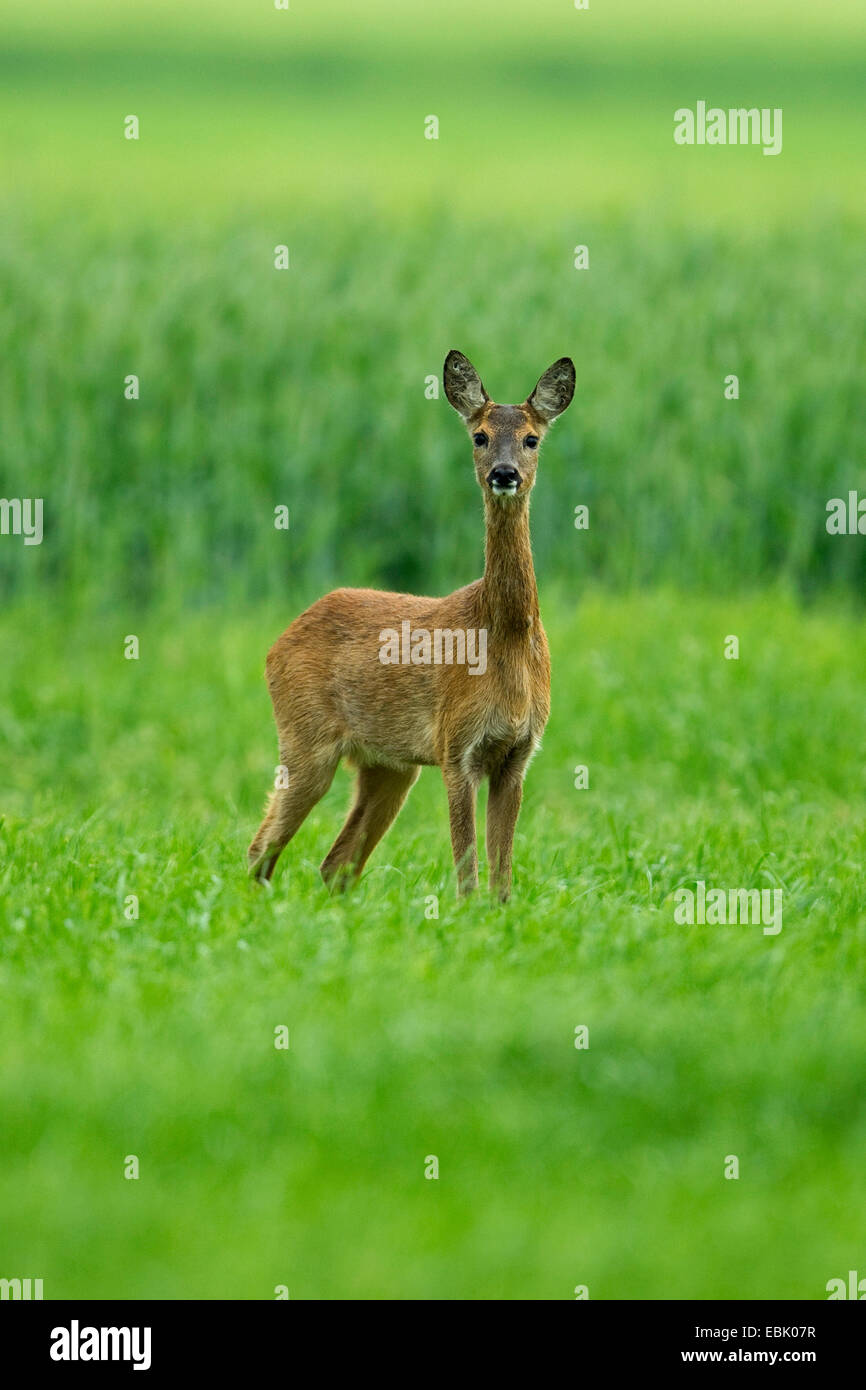 roe deer (Capreolus capreolus), doe standing in a field, Germany Stock ...