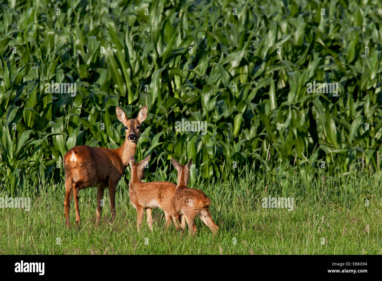 Roe deer doe and two fawns hi-res stock photography and images - Alamy