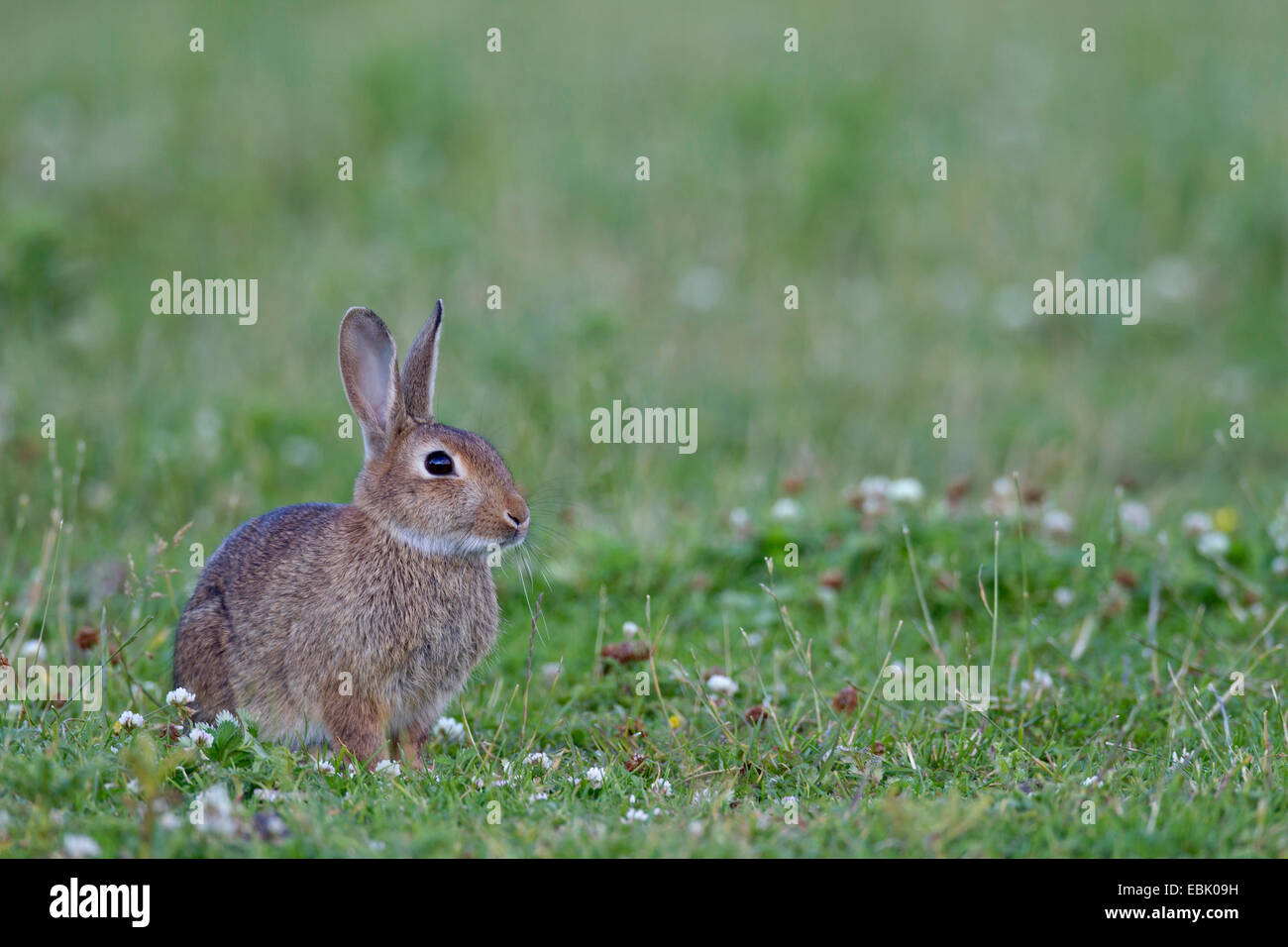 European rabbit (Oryctolagus cuniculus), young animal sitting in a ...