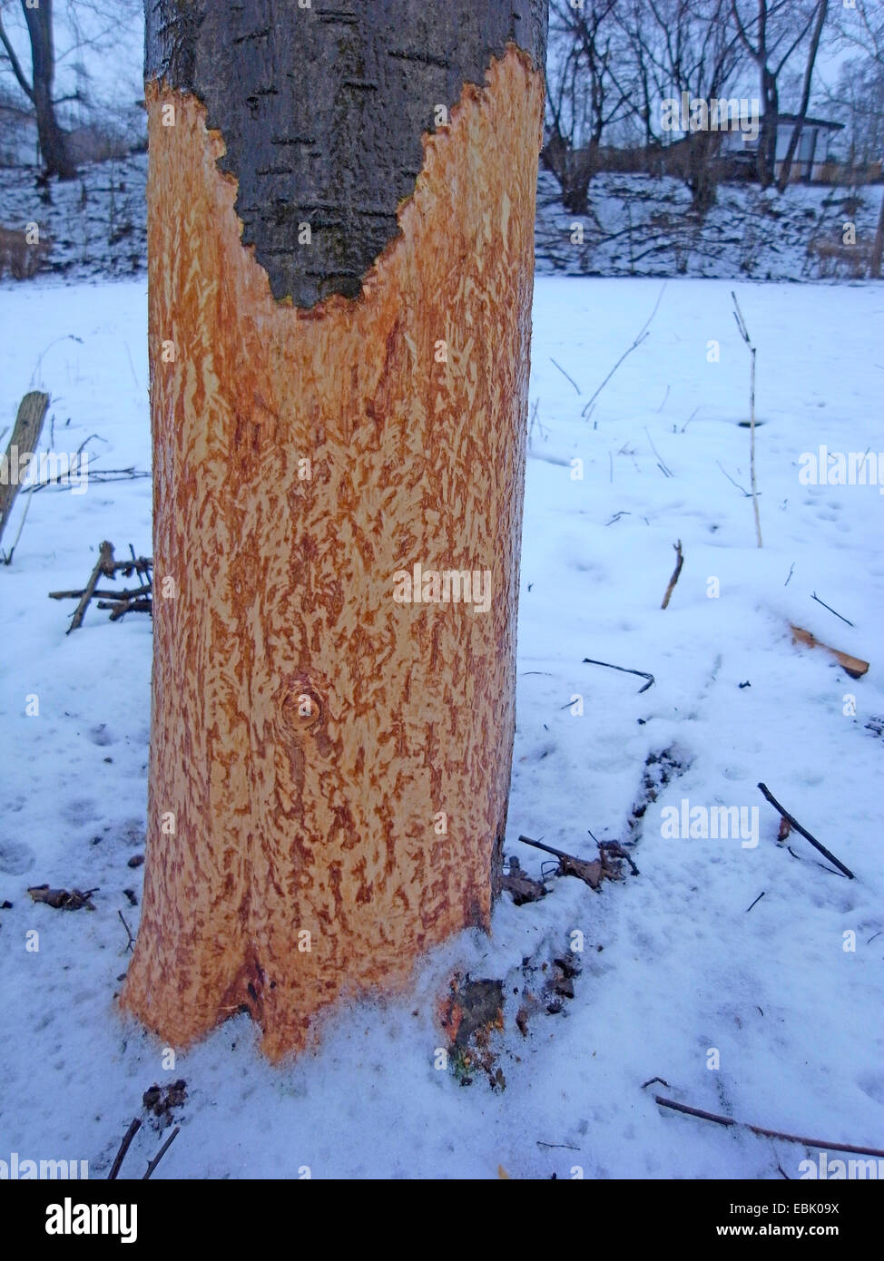 European rabbit (Oryctolagus cuniculus), feeding damage at tree trunk ...
