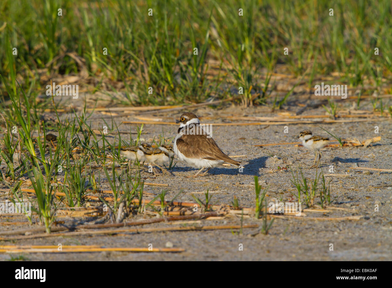 little ringed plover (Charadrius dubius), with chicks on a lake shore ...