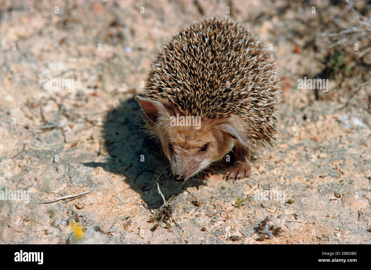 Long-eared hedgehog (Hemiechinus auritus), sitting on the ground Stock ...