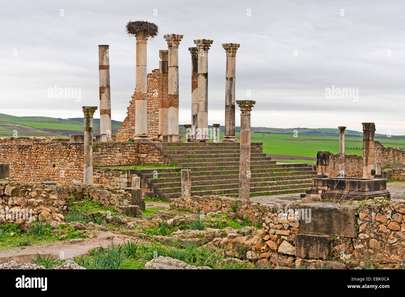 archaeological site Volubilis (Walili), Capitol, Morocco, MeknÞs Stock ...