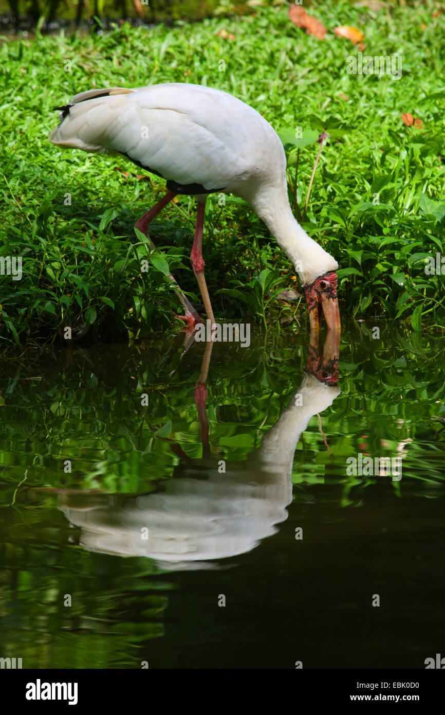 yellow-billed stork (Mycteria ibis), drinking Stock Photo - Alamy