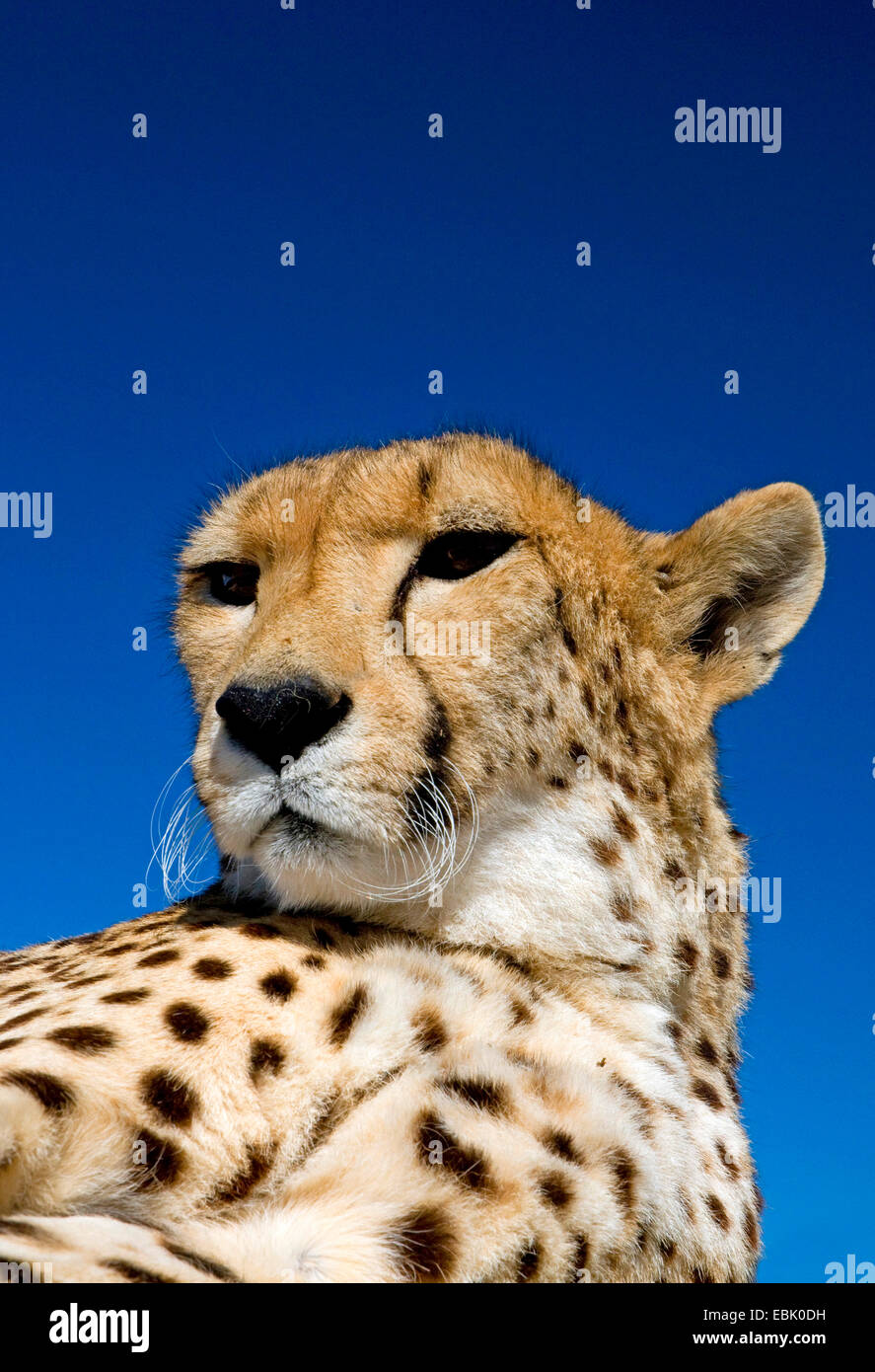 Cheetah portrait vertical hi-res stock photography and images - Alamy