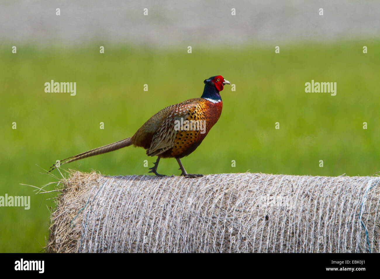 common pheasant, Caucasus Pheasant, Caucasian Pheasant (Phasianus ...
