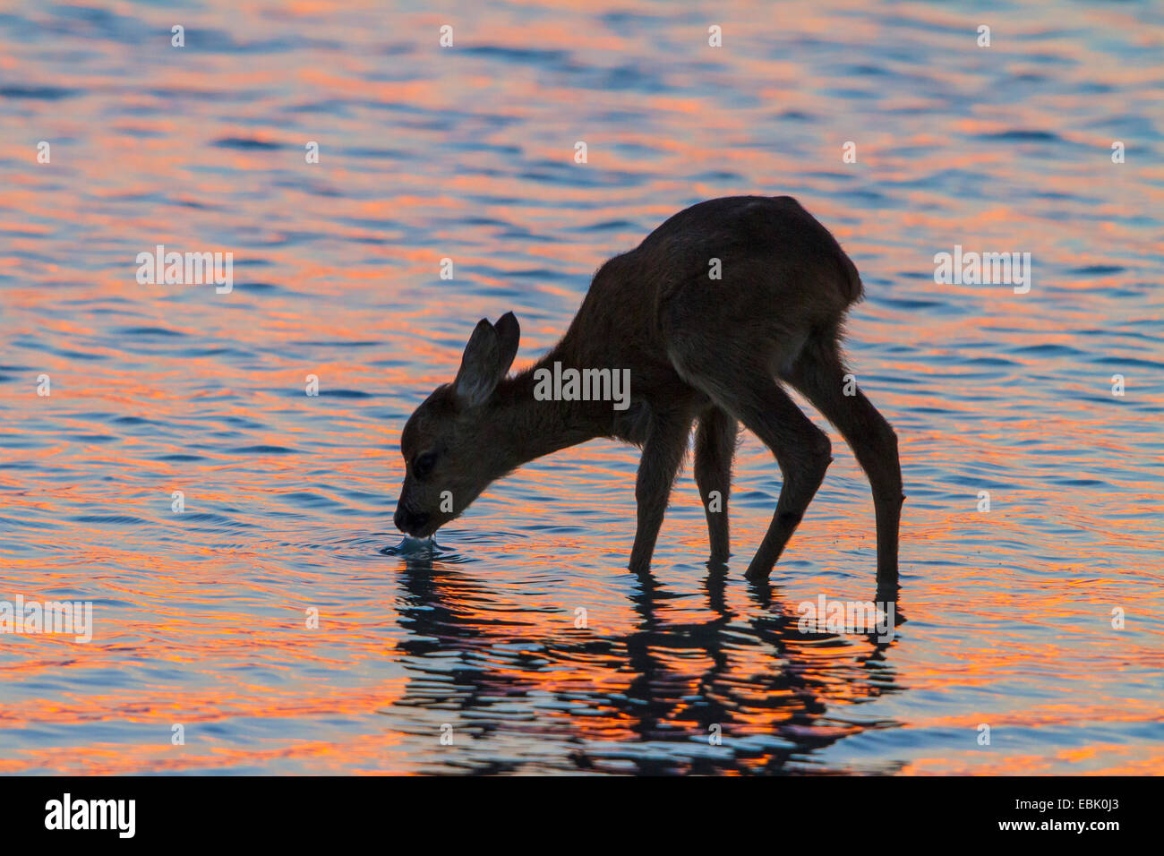 roe deer (Capreolus capreolus), fawn drinking from a lake in the ...