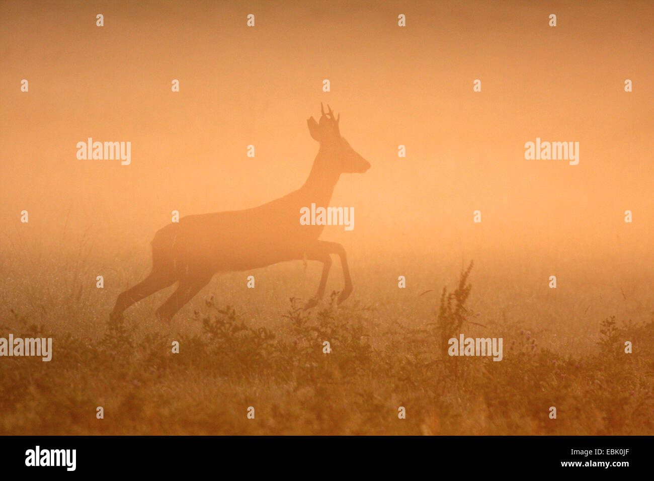 roe deer (Capreolus capreolus), roebuck running across a meadow in ...