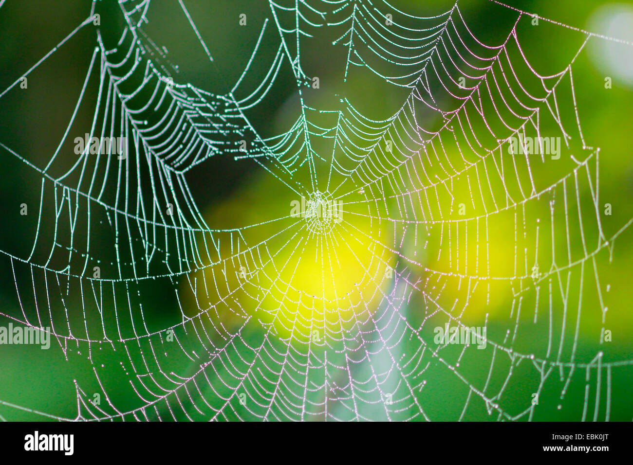 morning dew in spider web, Germany, Saxony Stock Photo - Alamy