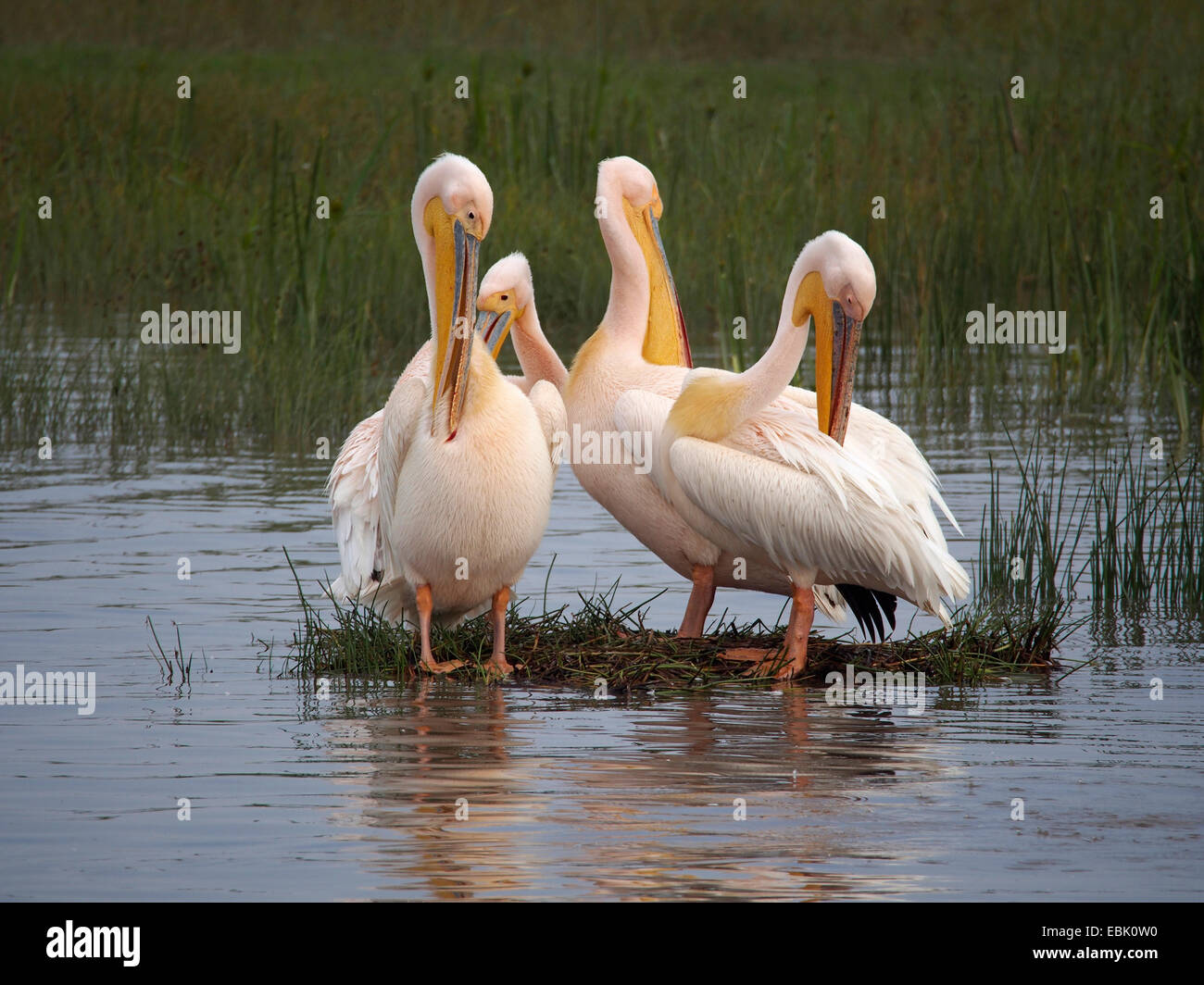 White pelican stands in lake hi-res stock photography and images - Alamy