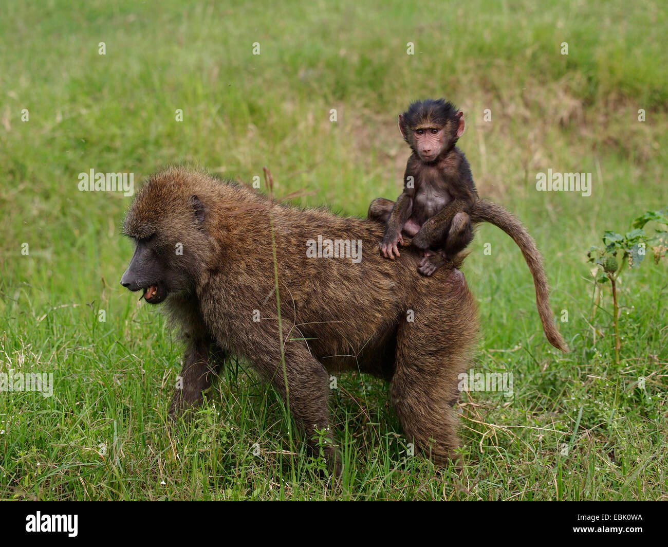 yellow baboon, savannah baboon (Papio cynocephalus), pub sitting on the ...