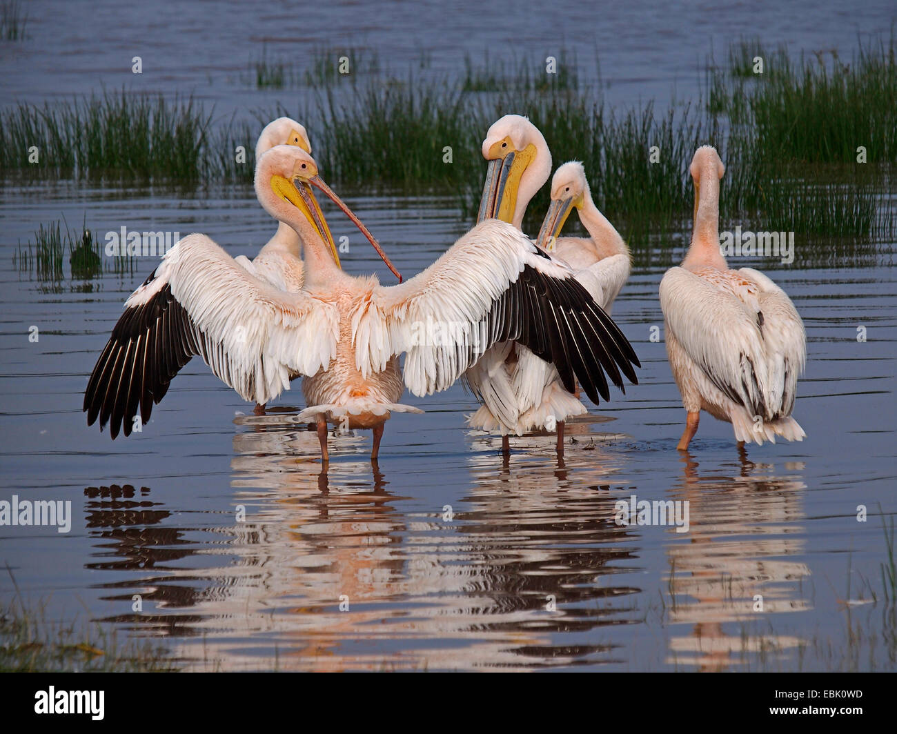 Pelicans group hi-res stock photography and images - Alamy