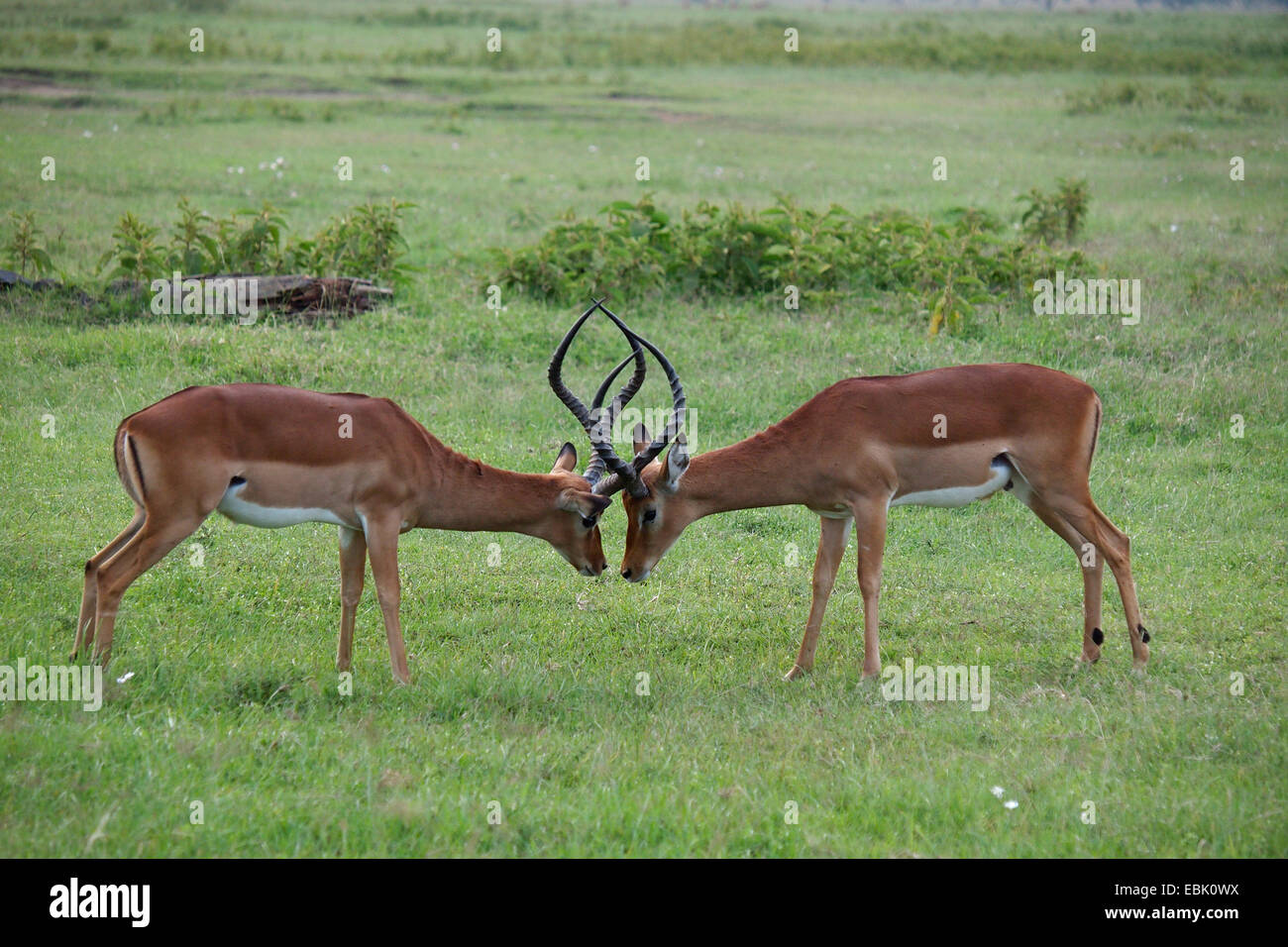 Two male impalas fighting hi-res stock photography and images - Alamy