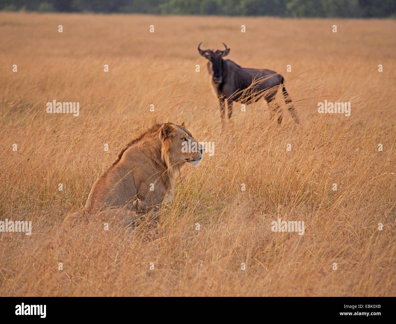 lion (Panthera leo), lion and wildebeest eying up one another, Kenya ...