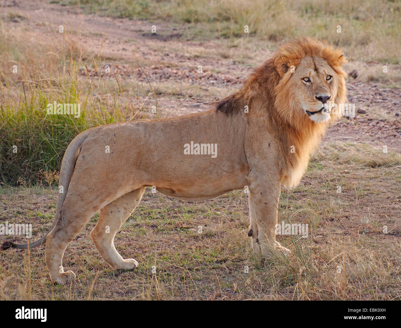 Male lion panthera leo portrait evening light mara kenya hi-res stock ...