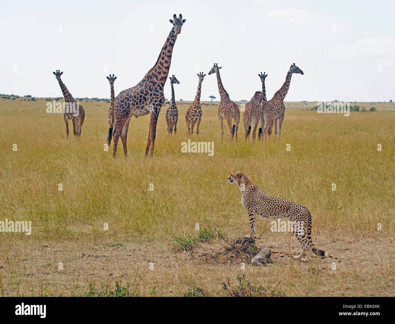 Cheetah and giraffe hi-res stock photography and images - Alamy