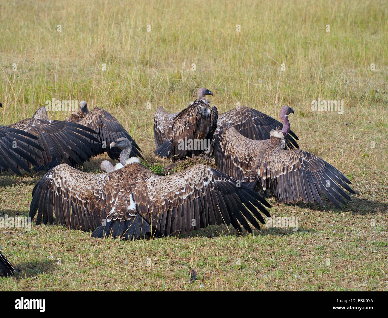 Ruppel's griffon, Rueppells griffon vulture (Gyps rueppelli), group ...