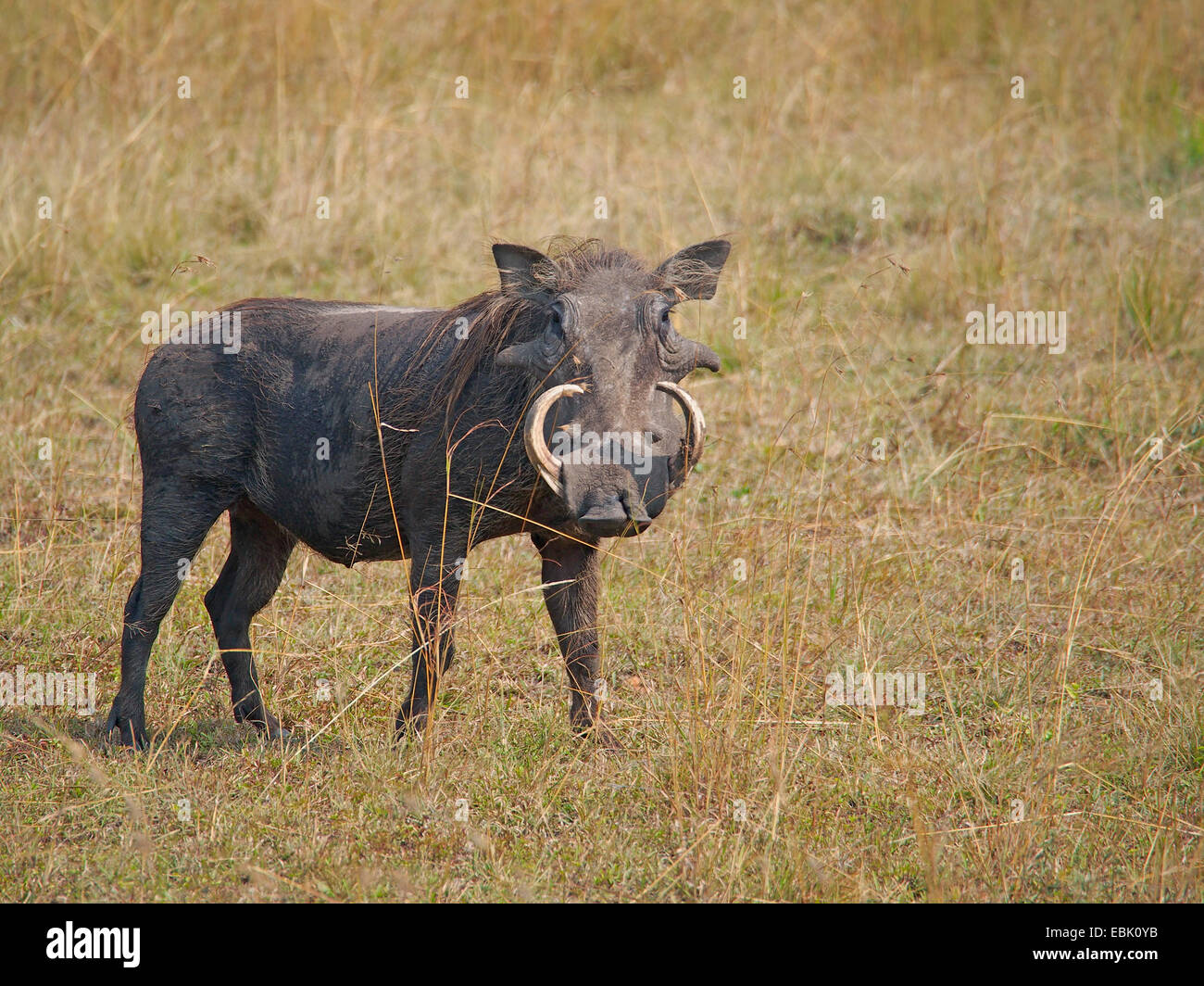 common warthog, savanna warthog (Phacochoerus africanus), standing in ...