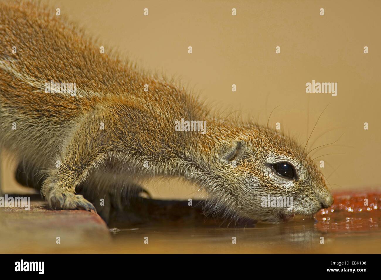South African ground squirrel, Cape ground squirrel (Geosciurus inauris ...