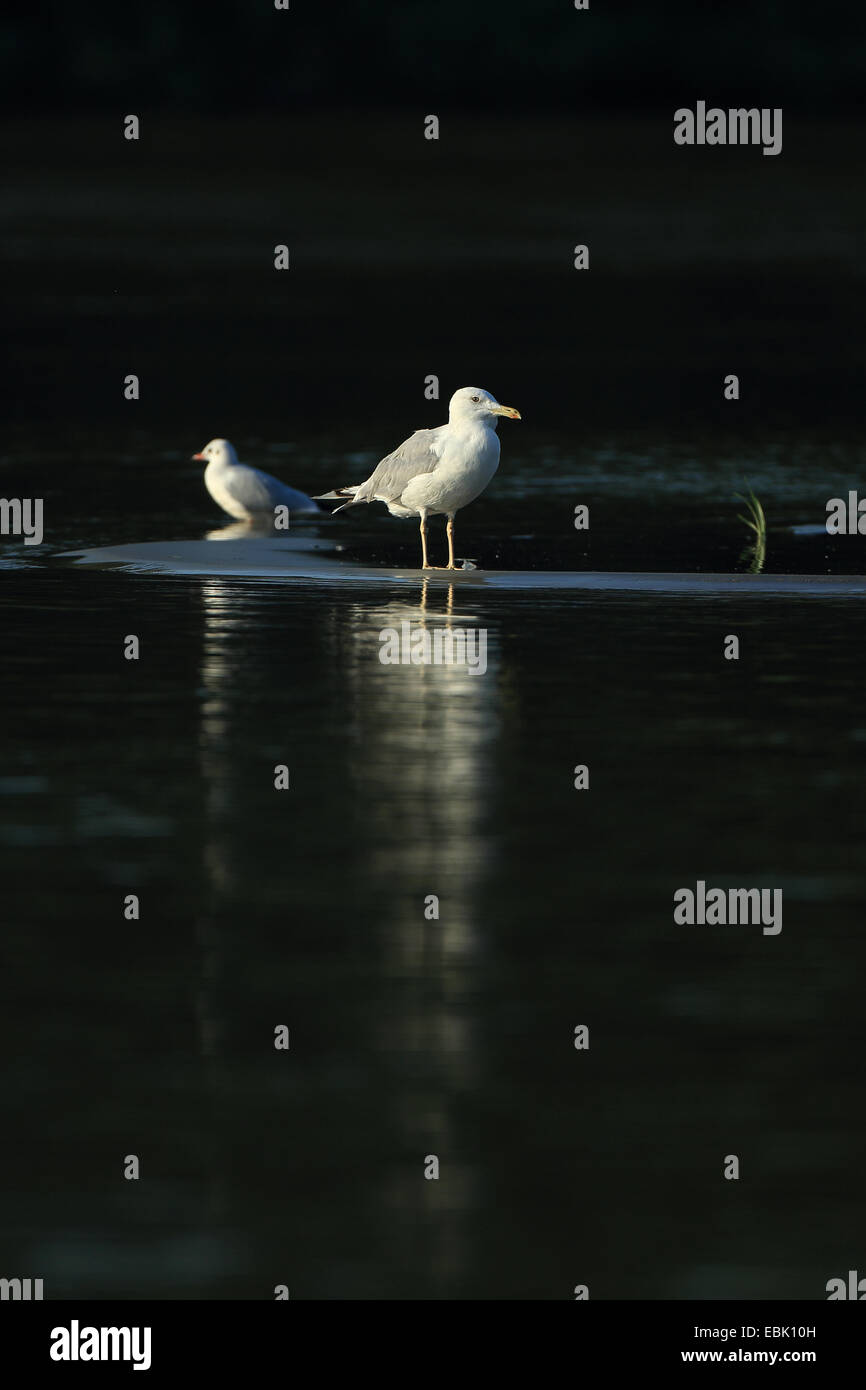Caspian Gull (Larus cachinnans Stock Photo - Alamy