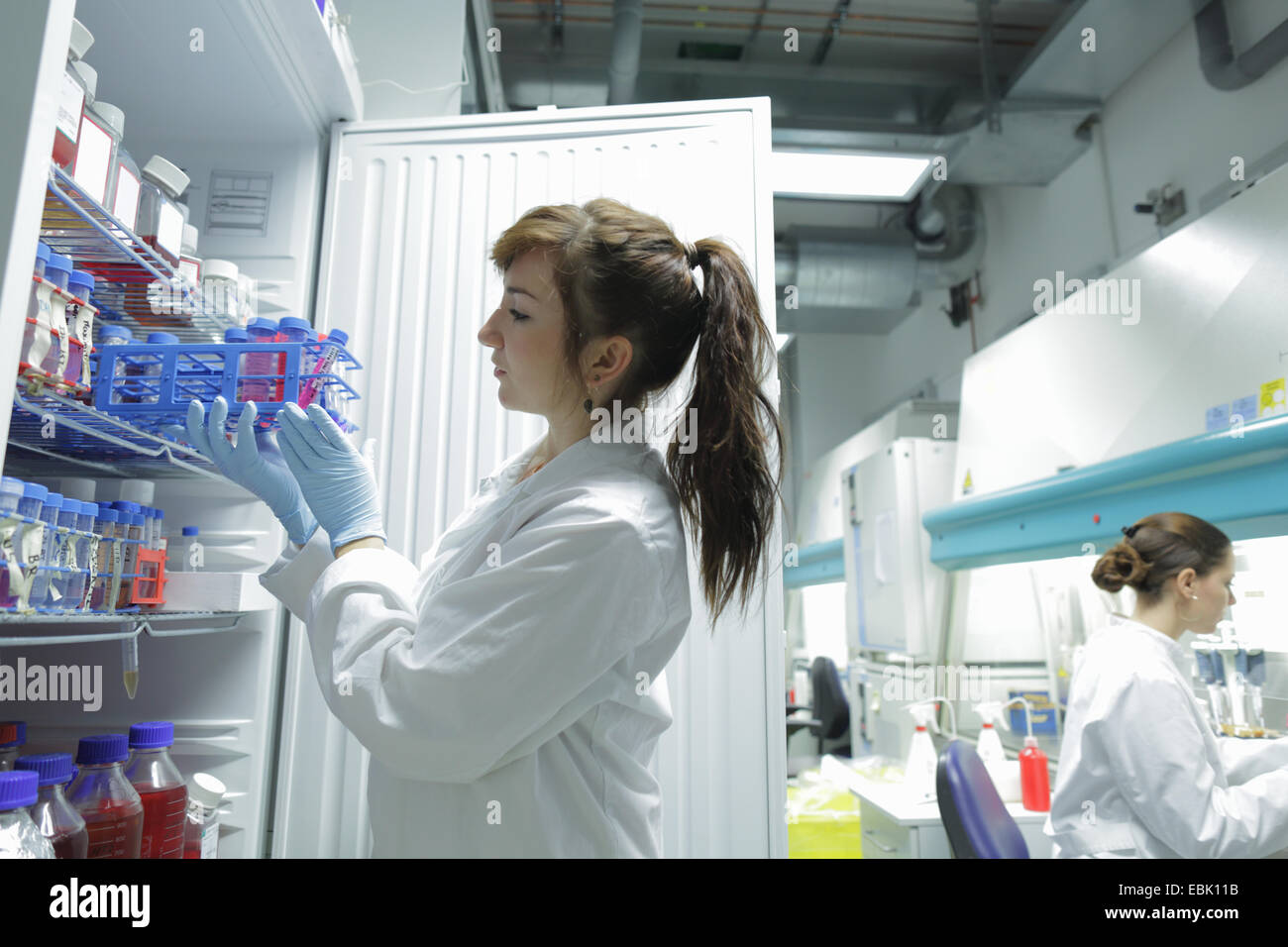 Biology lab technicians looking at test samples Stock Photo - Alamy