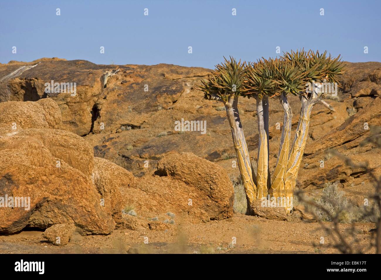 Kokerboom, Quivertree, Quiver Tree (Aloe dichotoma), between rocks ...