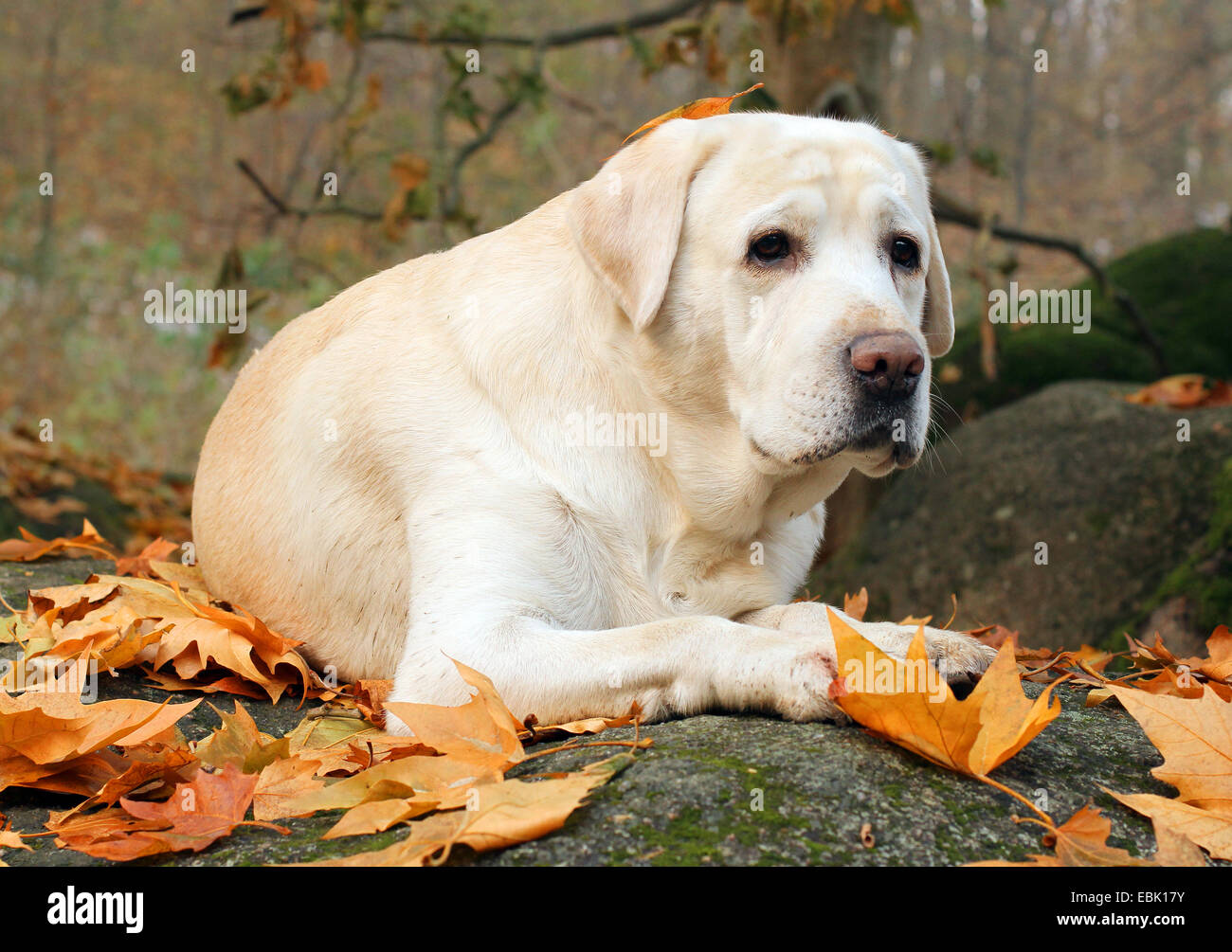a nice yellow labrador in the park in autumn Stock Photo - Alamy