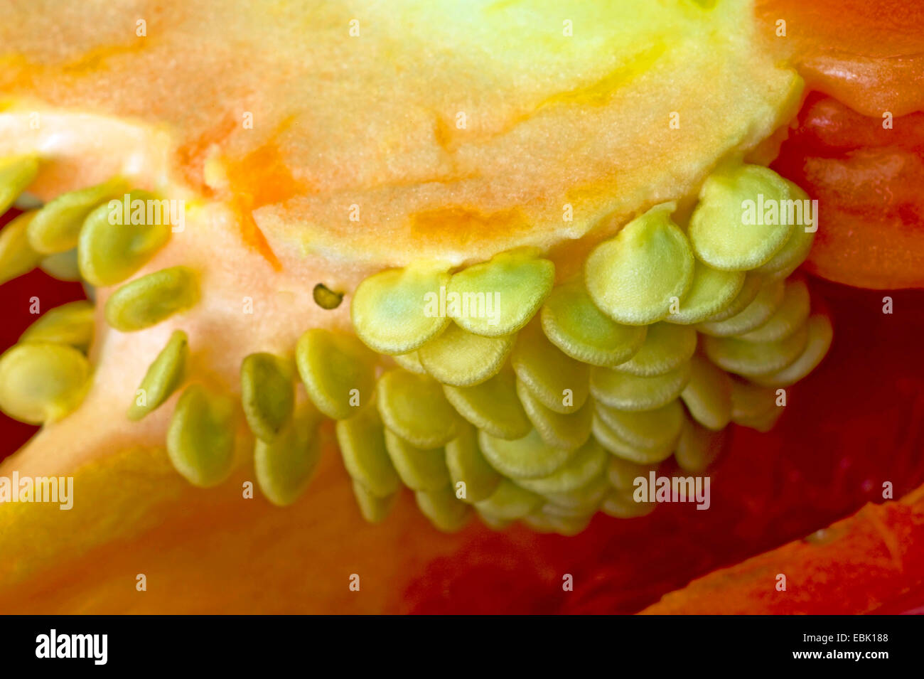 chili pepper, paprika (Capsicum annuum), seeds in a paprika Stock Photo ...