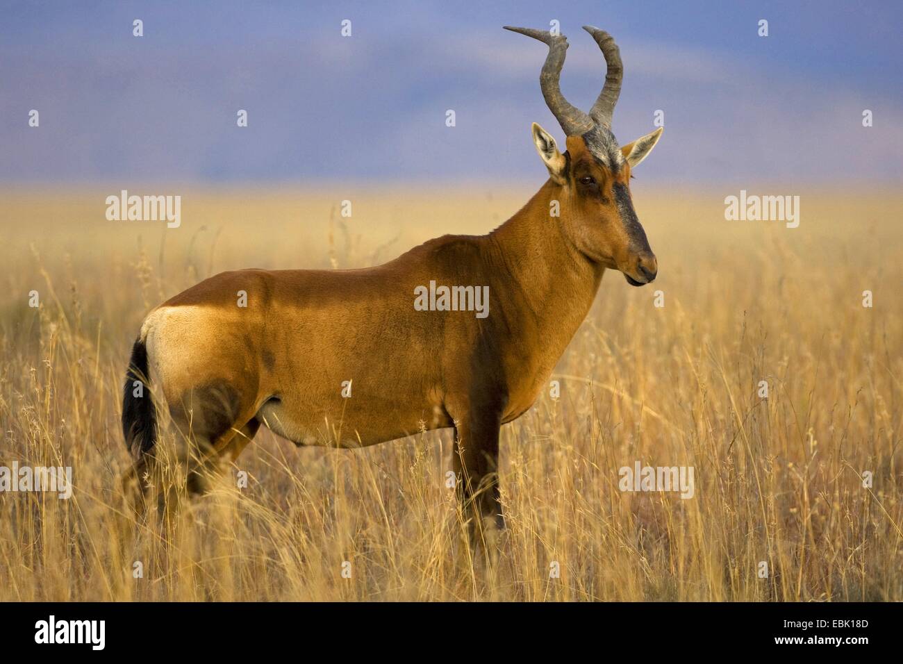 red hartebeest (Alcelaphus buselaphus), standing in savannah, South ...
