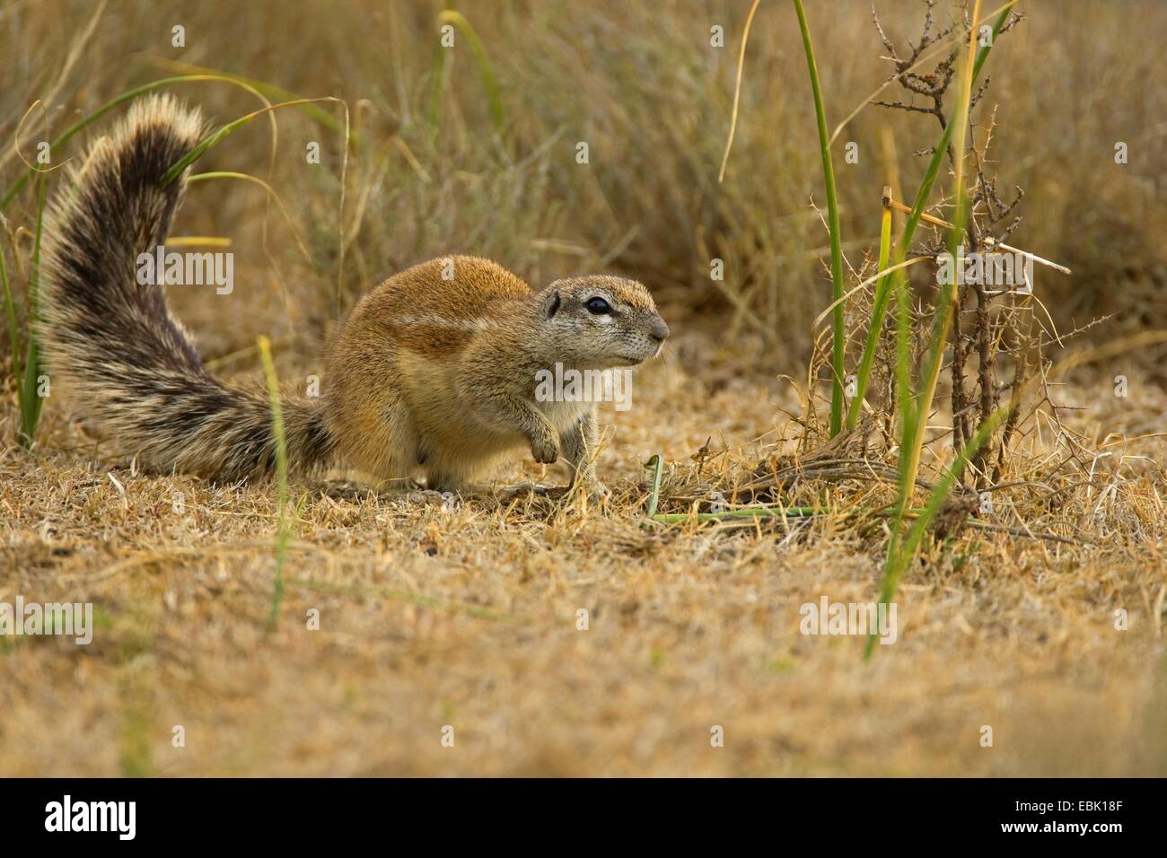 South African ground squirrel, Cape ground squirrel (Geosciurus inauris ...