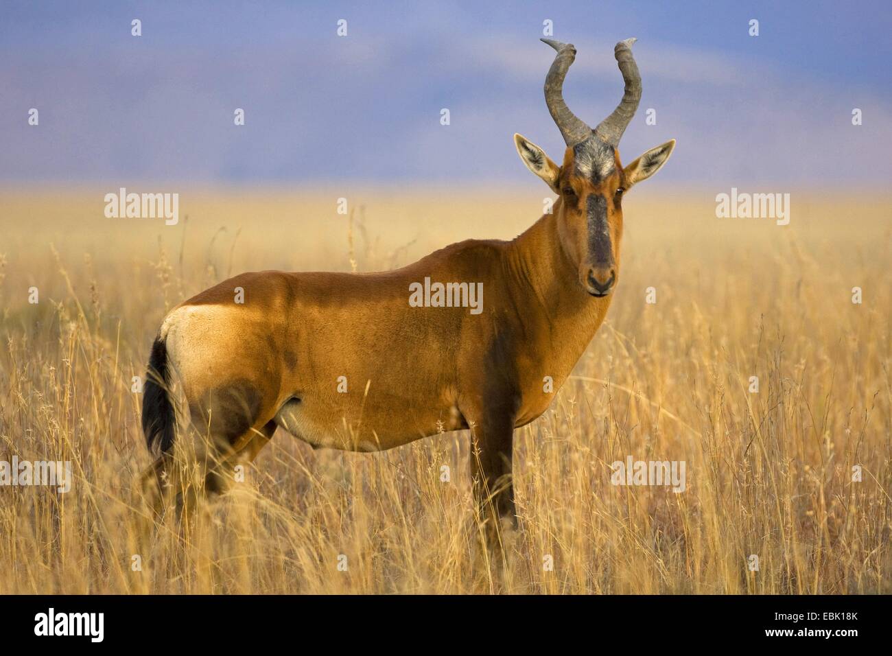 Rooihartebees hi-res stock photography and images - Alamy
