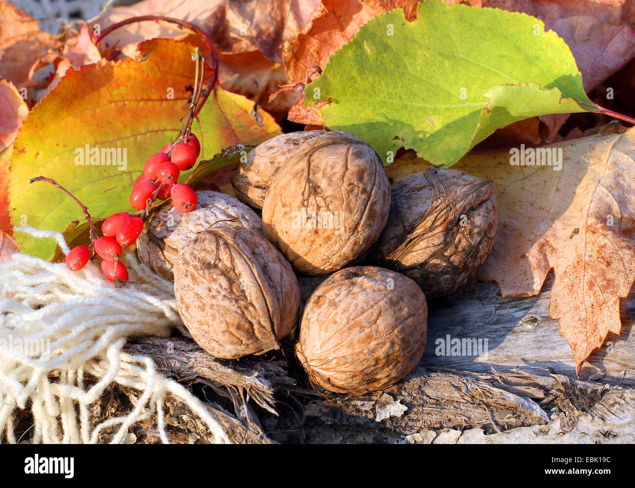 Close up of walnuts with autumn leaves Stock Photo - Alamy