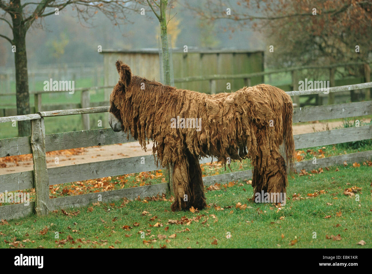 Poitou donkey hi-res stock photography and images - Alamy